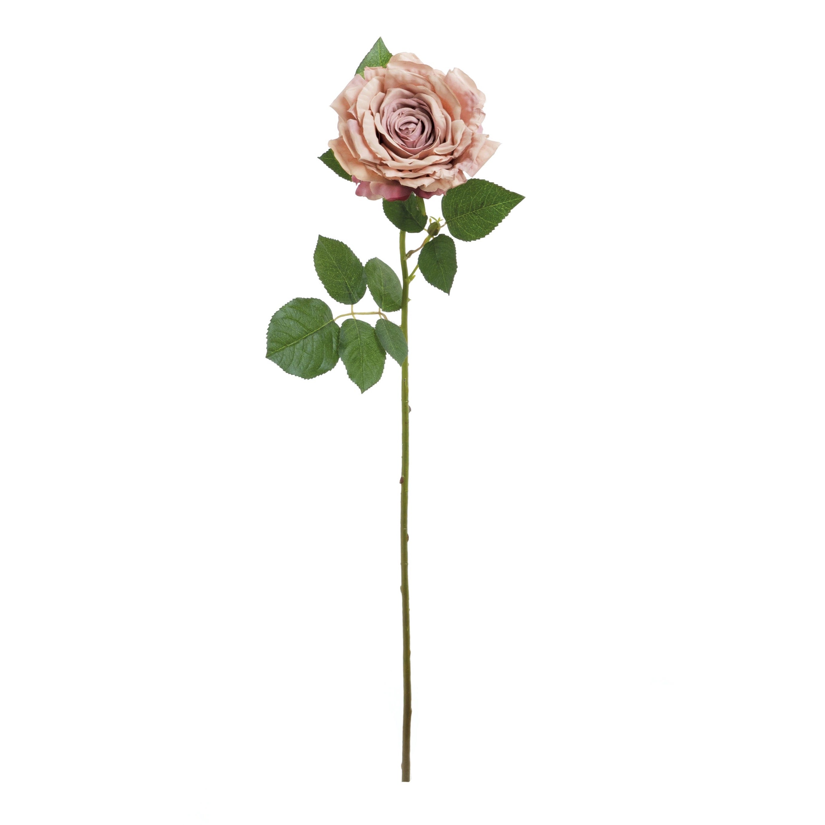 Blush Tea Rose – EZLD.co