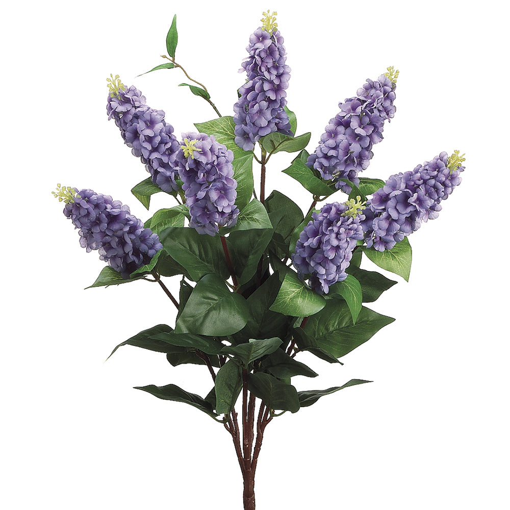 Italian Lilac Bush – EZLD.co